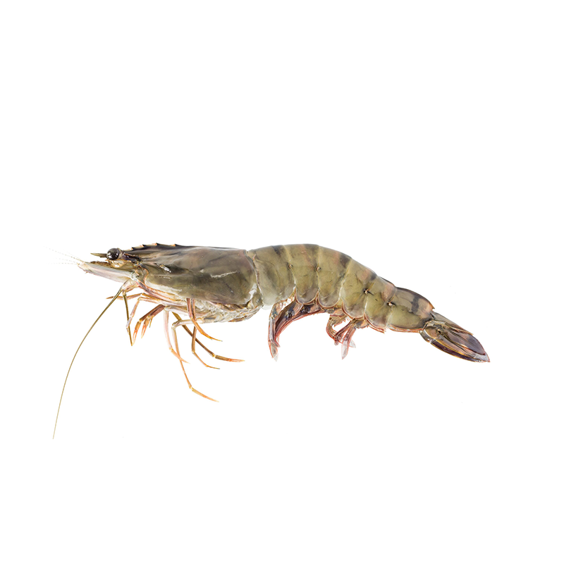 Crevettes Black Tiger Crues Entieres - ANSA FOOD