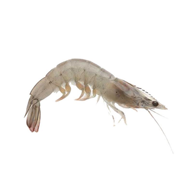 Crevettes Grises Crues Entieres - ANSA FOOD