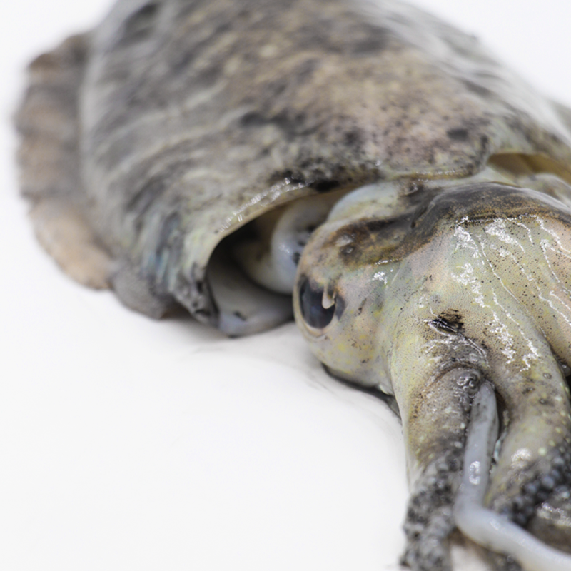 Seiche Entiere - ANSA FOOD