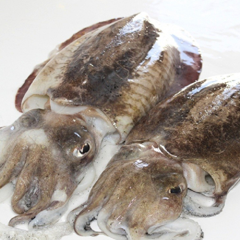 Seiche - ANSA FOOD